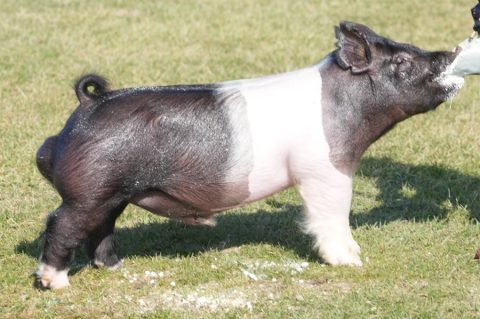 Pass The Hat - Crossroads Genetics