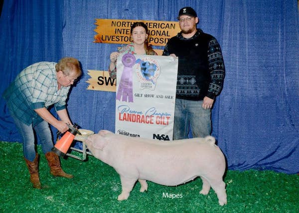 Reserve Champion Landrace Gilt - 2023 North American International ...