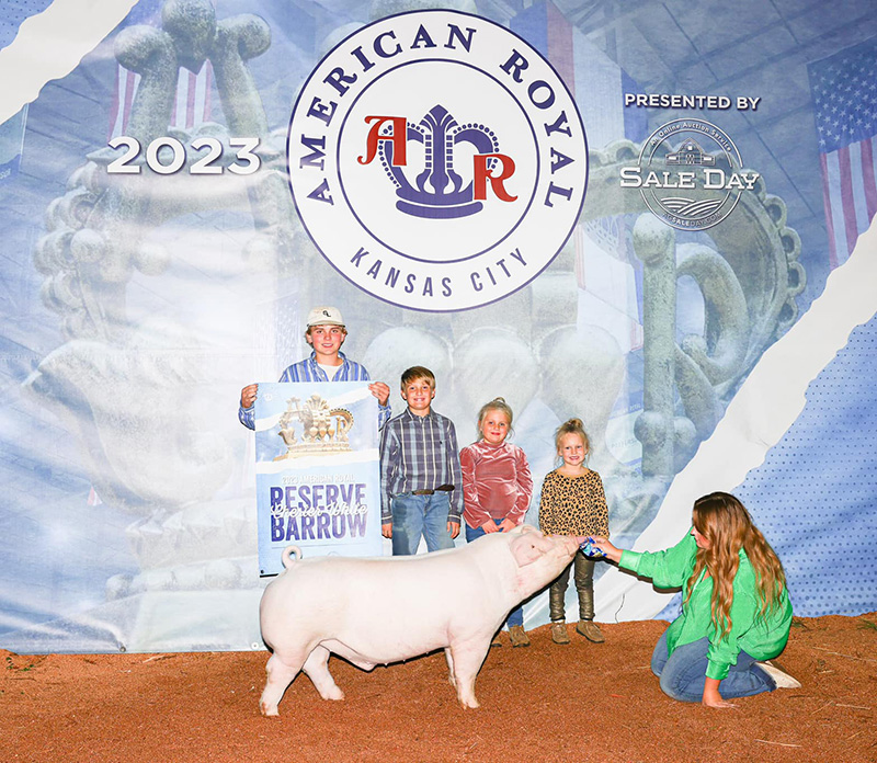 Reserve Champion Chester Barrow - 2023 American Royal - Crossroads Genetics