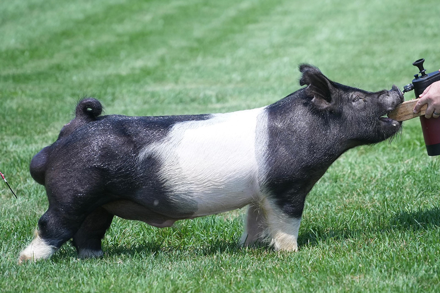 Trickster - Crossroads Genetics