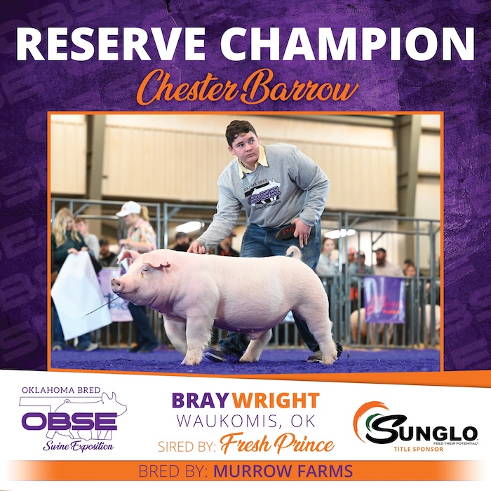 Reserve Champion Chester Barrow - 2024 OBSE - Crossroads Genetics