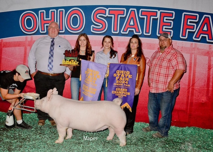 Reserve Overall Purebred Gilt & Champion Yorkshire - 2024 Ohio State ...