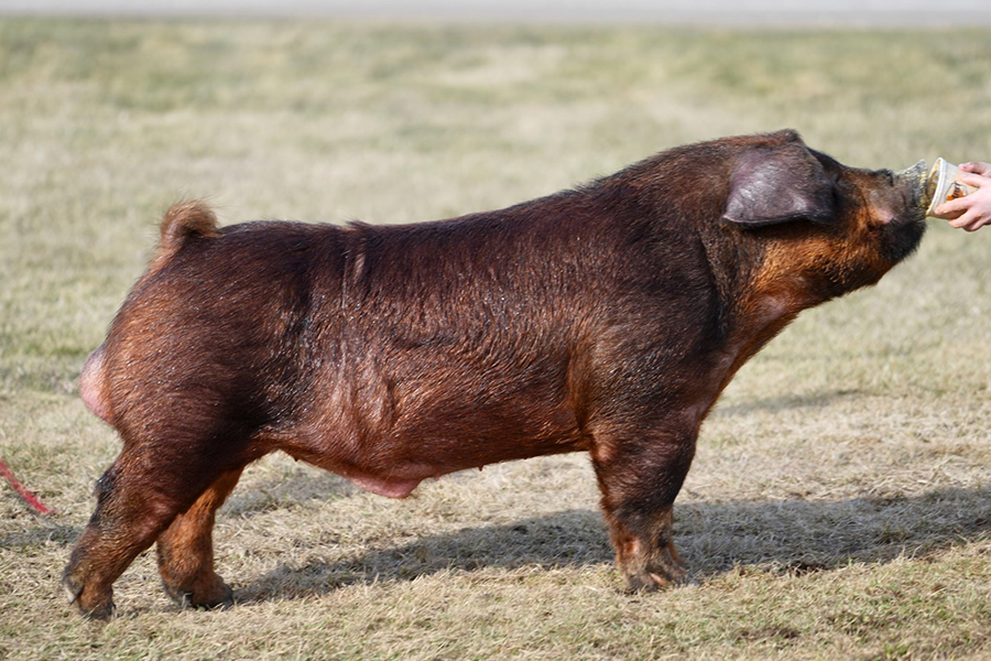 Attack Mode - Crossroads Genetics