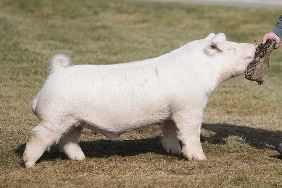 Pit Master - Crossroads Genetics