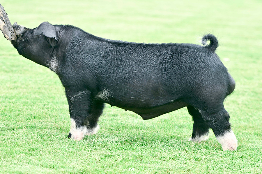 All Gas - Crossroads Genetics