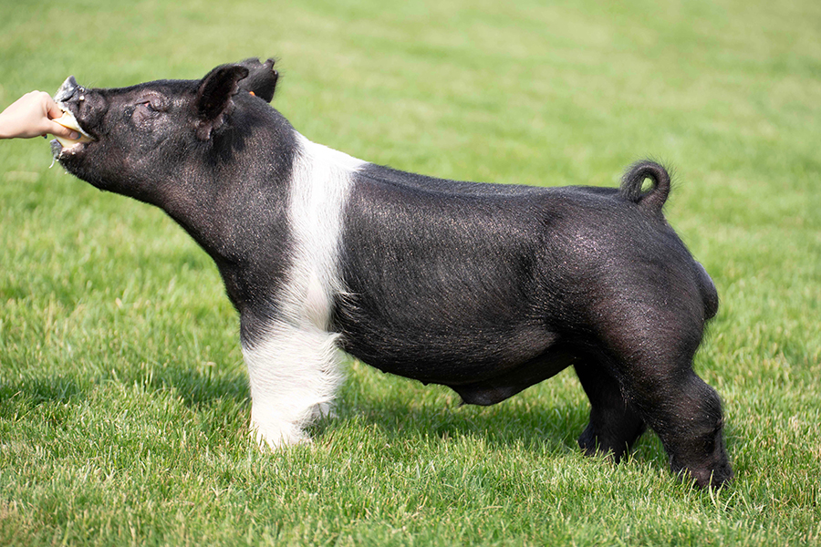 On Tap - Crossroads Genetics